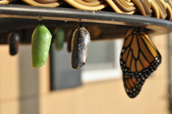 Want to Feel More Free? Do it Differently - Renee Trudeau